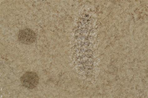 1 05 Jurassic Fossil Insect Sundance Formation Wyoming 216419