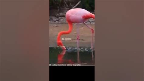 ඔයා දැකලා තියෙනවා ද රතුම රතු ෆෙමින්ගෝ කුරුල්ලෙක් Youtube