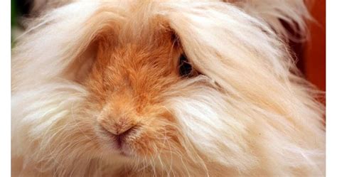 10 от най странните животни на планетата Галерия