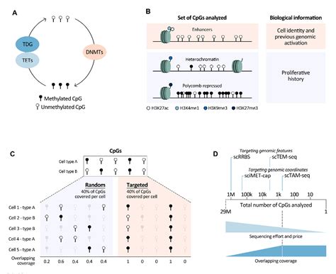 Figure 1 From The Emerging Field Of Opportunities For Single Cell Dna