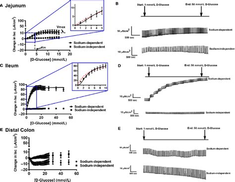 Sigmoidal Kinetics For Sodium Dependent Electrogenic Glucose Transport