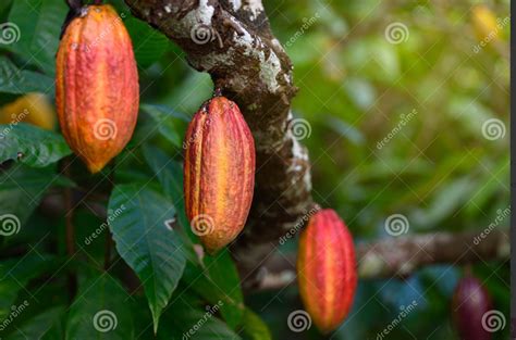 Cocoa Origin Health Benefits And How To Grow Envynature