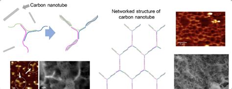 Guided Alignment Of Carbon Nanotubes Using A Y Shaped Dna Nanomaterial Download Scientific