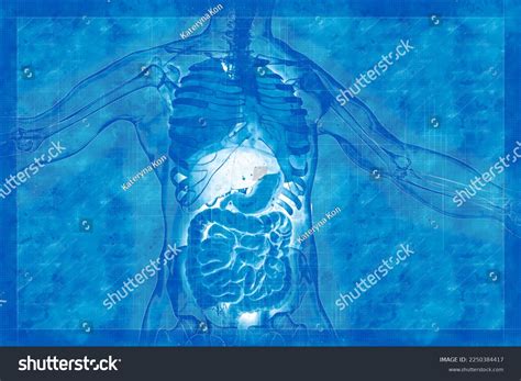 Human Body Anatomy Respiratory Digestive System Stock Illustration