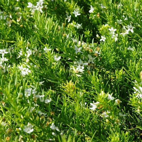 Myoporum Parvifolium Fine Leaf Creeping Boobialla Groundcover