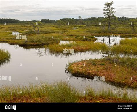 Bog Landscape With Small Bog Pines Grass Moss And Dark Bog Lake Stock