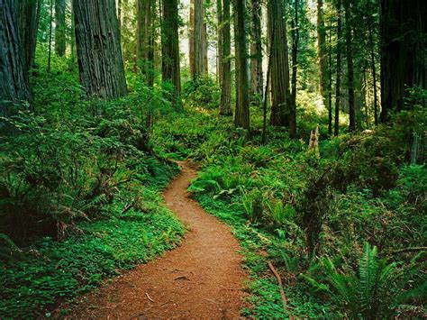 Redwood Forest Wallpapers Wallpaper Cave