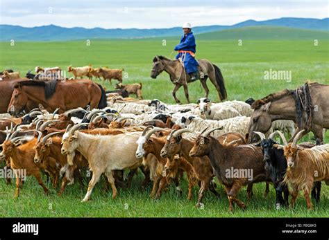 Mongolian Nomad On Horse Herding Cashmere Goats Capra Hircus Laniger