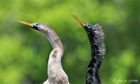 Birding Is Fun Lets Face It
