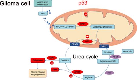 A Proposed Model Of P53 Regulating The Urea Cycle And Polyamine