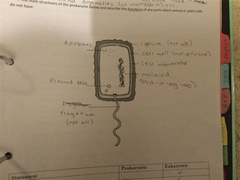 Prokaryotes Vs Eukaryotes Flashcards Quizlet
