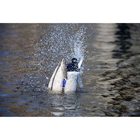 Higdon Xs Pulsator Mallard Drake Duck Decoy Sportsmans Warehouse