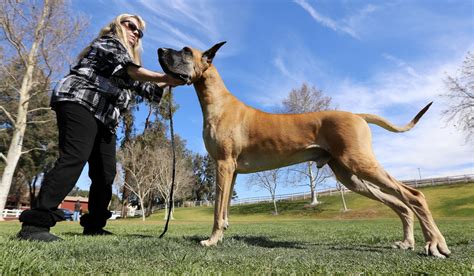 Why This Great Dane From Murrieta Won Best Of Breed At The Westminster