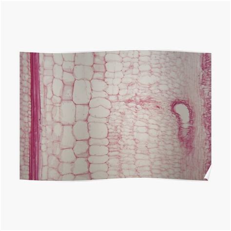 Stem With Sieve Cells Under The Microscope Poster By Zosimus Redbubble