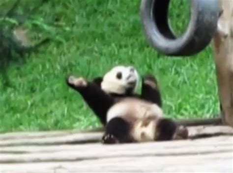 Okay Swag Russian Panda Making That Thang Twerk