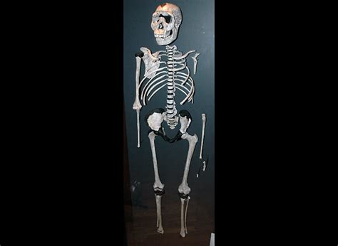 Homo Erectus Tidslinje