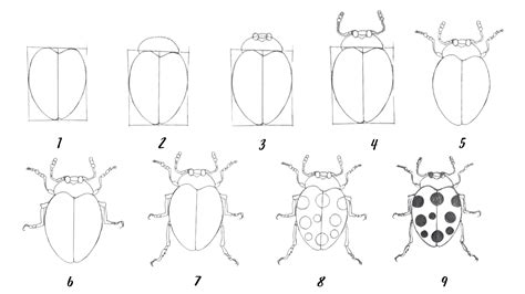 How To Draw A Bug Drawwiki