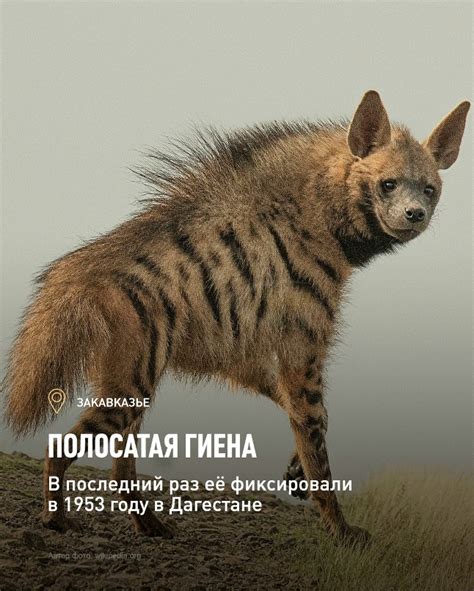 Вымершие и вымирающие животные ВКонтакте