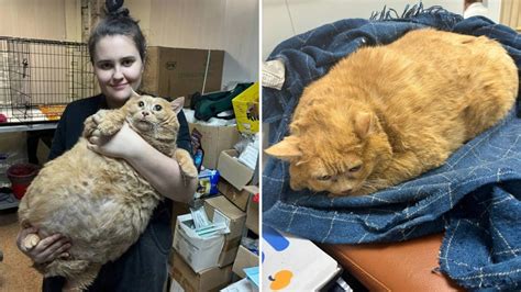 Worlds Fattest Cat Dies After Going On A Harsh Diet Al Bawaba