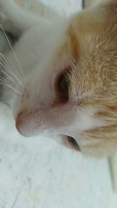 Minha Nova Gatinha Em Pleno 2025 🥰🥰🥰🥰😻 Youtube