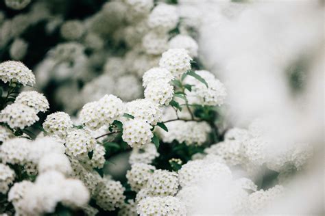 Sisterlocks™ Vs Microlocks Understanding The Differences — Zurilocs