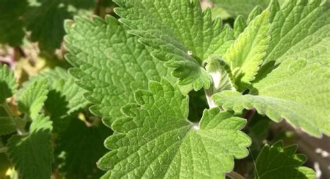 Plants That Smell Like Mint But Taste Different Plants Gardener