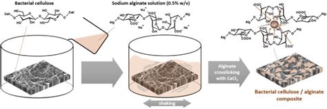 Fabrication Of Bacterial Cellulosealginate Composite¹³⁰ Download Scientific Diagram