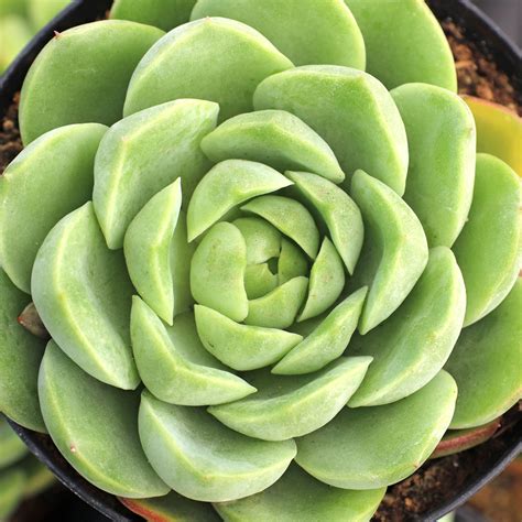 Echeveria Lime N Chile Mountain Crest Gardens®