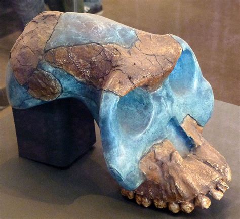 Australopithecus Garhi The Australian Museum