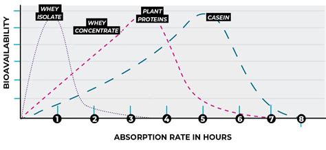 Protein Absorption Rates Explained Dis Chem Living Fit
