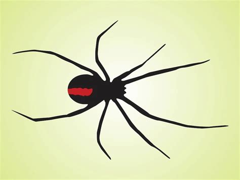 Redback Spider Wallpaper 78274 Baltana