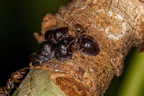 Premium Photo Adult Cecropia Ants And Scale Insects