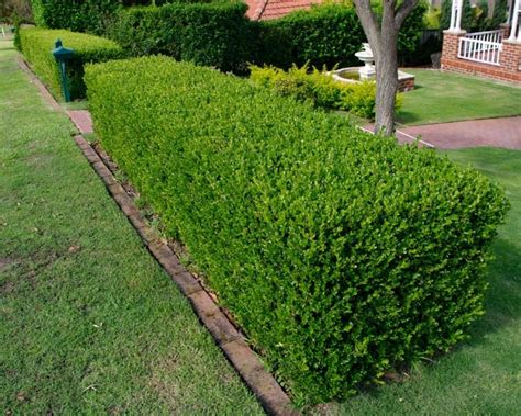 Square Hedge