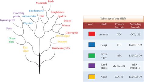 Tree Of Life With Some Of Discovered Primary And Secondary Code