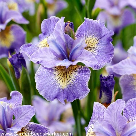 Reel Cute Siberian Iris Siberian Flag Garden Seeds Market Free