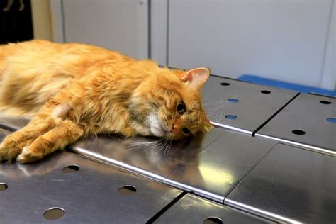 Castration of Cat Under Anesthesia. a Red, Yellow Cat Lies on Operating Table in Veterinary ...