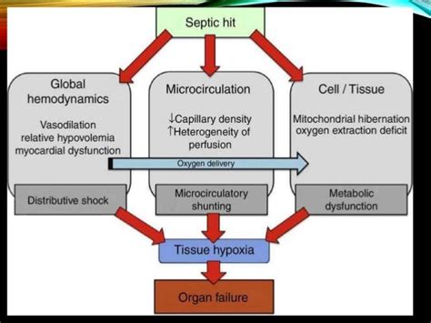 Microcirculation Vs Macrocirculation