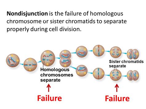 Chapter 10 Meiosis. - ppt video online download