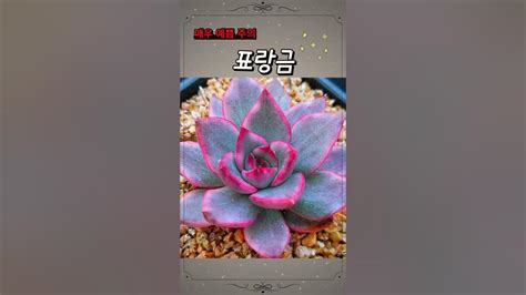 표랑금 에케베리아 예쁜다육 희귀식물 인기다육 다육이 다육식물 다육이라이브 다육화분 다육판매하는곳 다육