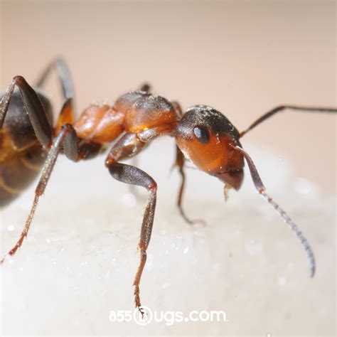 Sugar Ants 855bugs Pest Control And Exterminators