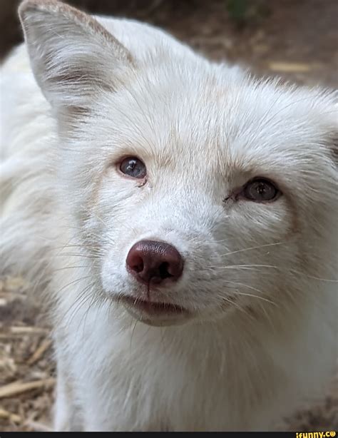 Tfmfloofala Memes Best Collection Of Funny Tfmfloofala Pictures On