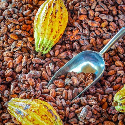 Inside Cocoa Pods