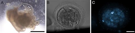 Embryo Culture In Isolated Mouse Oviducts And Representative Obtained Download Scientific