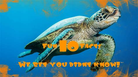 10 Fun Facts We Bet You Didnt Know 3 Youtube