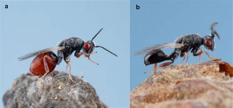 Adults Of Eurytoma Samsonowi Emerged From Infested Mummified Apricot