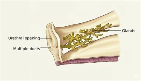 Alexander Skene And The Discovery Of Female Glands