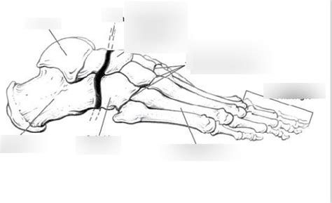 Midtarsal Joint Diagram Quizlet