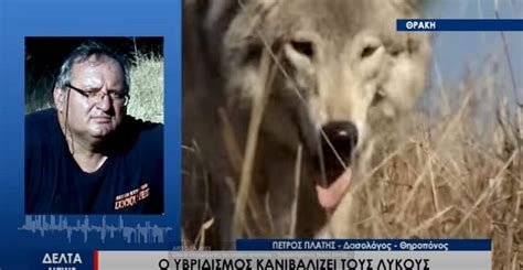 Θράκη Ο υπερπληθυσμός των λύκων προβληματίζει την επιστημονική κοινότητα ΒΙΝΤΕΟ Makeleio Gr