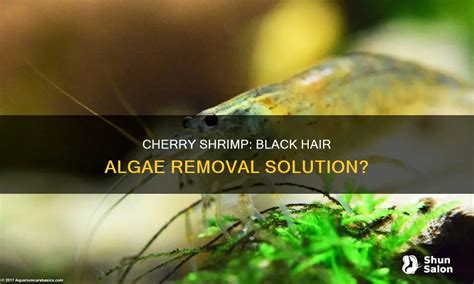 Cherry Shrimp Black Hair Algae Removal Solution Shunsalon