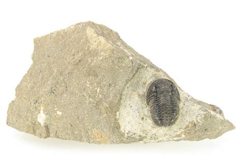 65 Detailed Gerastos Trilobite Fossil Morocco 274031 For Sale